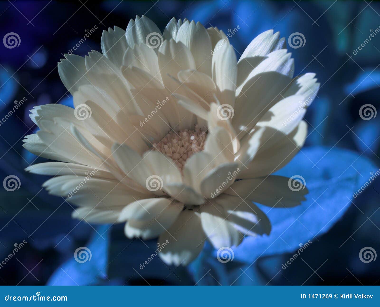 Night flower stock image. Image of carved, abstract, gift - 1471269