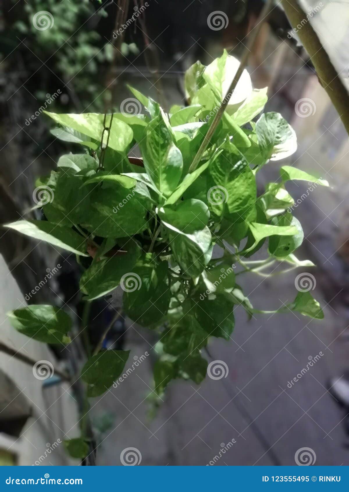 Kitni Stock Photos - Free & Royalty-Free Stock Photos from Dreamstime