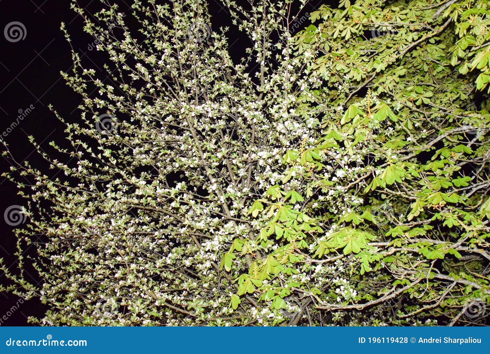 Night Flowering Apple Tree in the Park Under the Moon Stock Photo ...