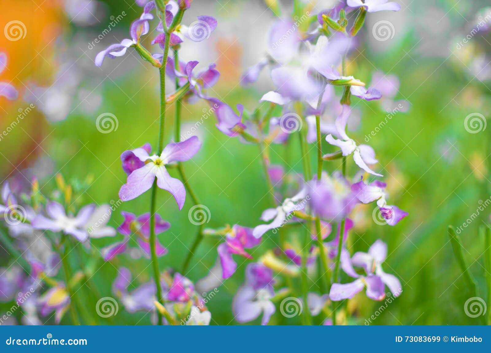 Night Flowers Violet Spring Gentle Background Stock Image - Image of ...