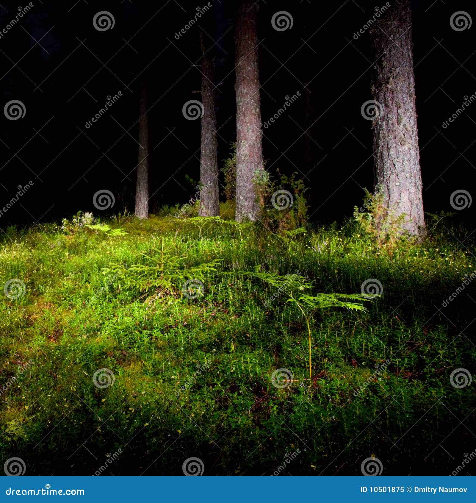 Night forest stock image. Image of moss, meadow, light - 10501875