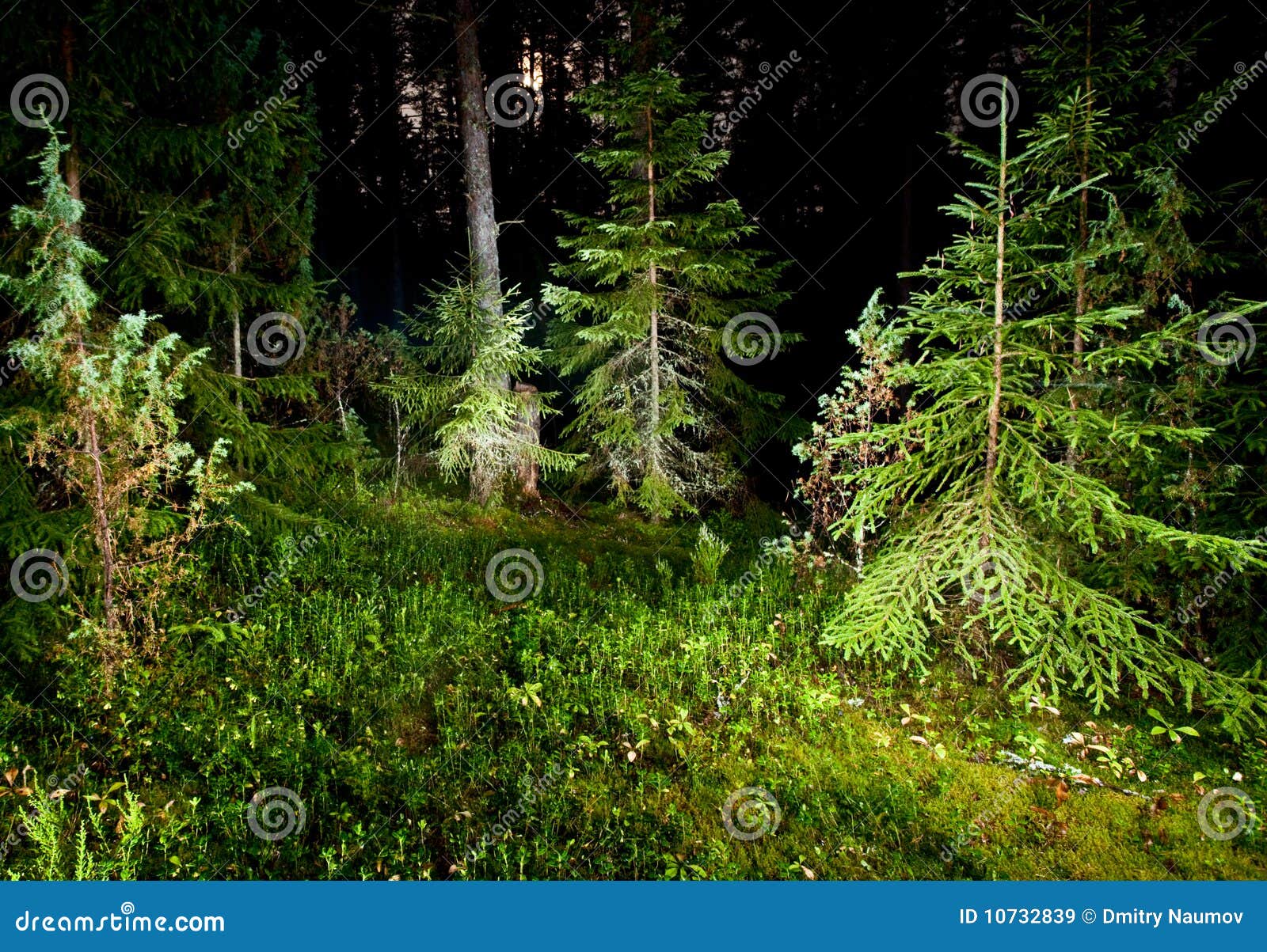 Night Forest Royalty Free Stock Images - Image: 10732839