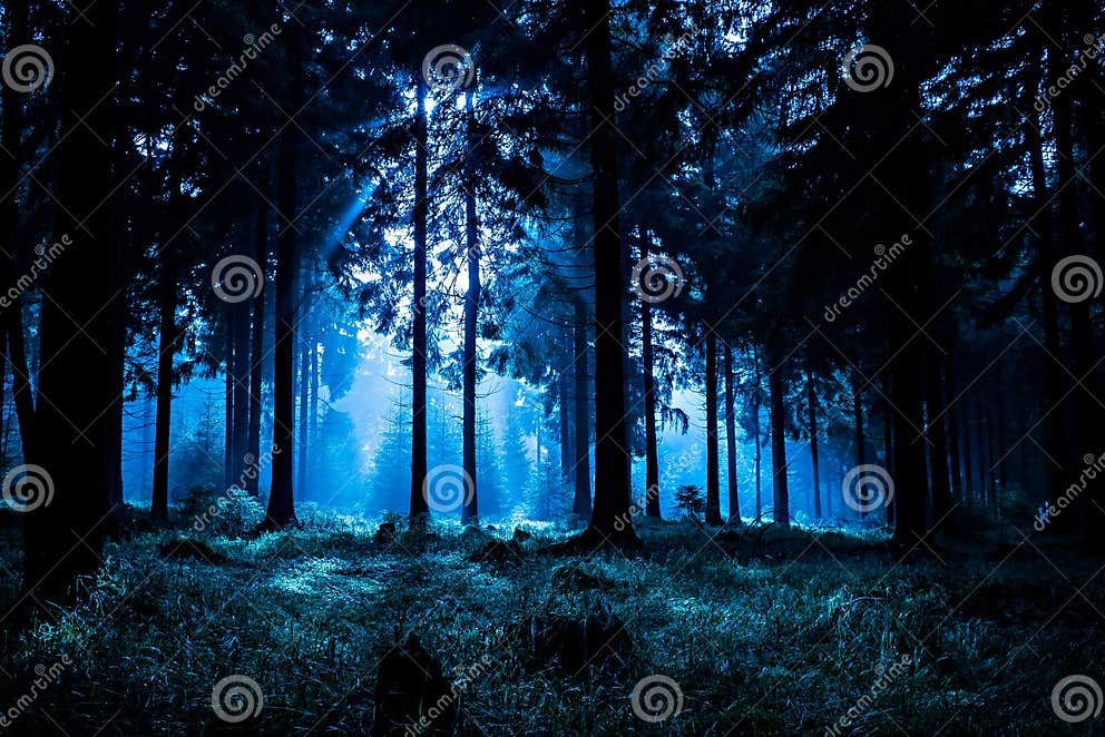 Night forest stock image. Image of landscape, autumn - 23345869
