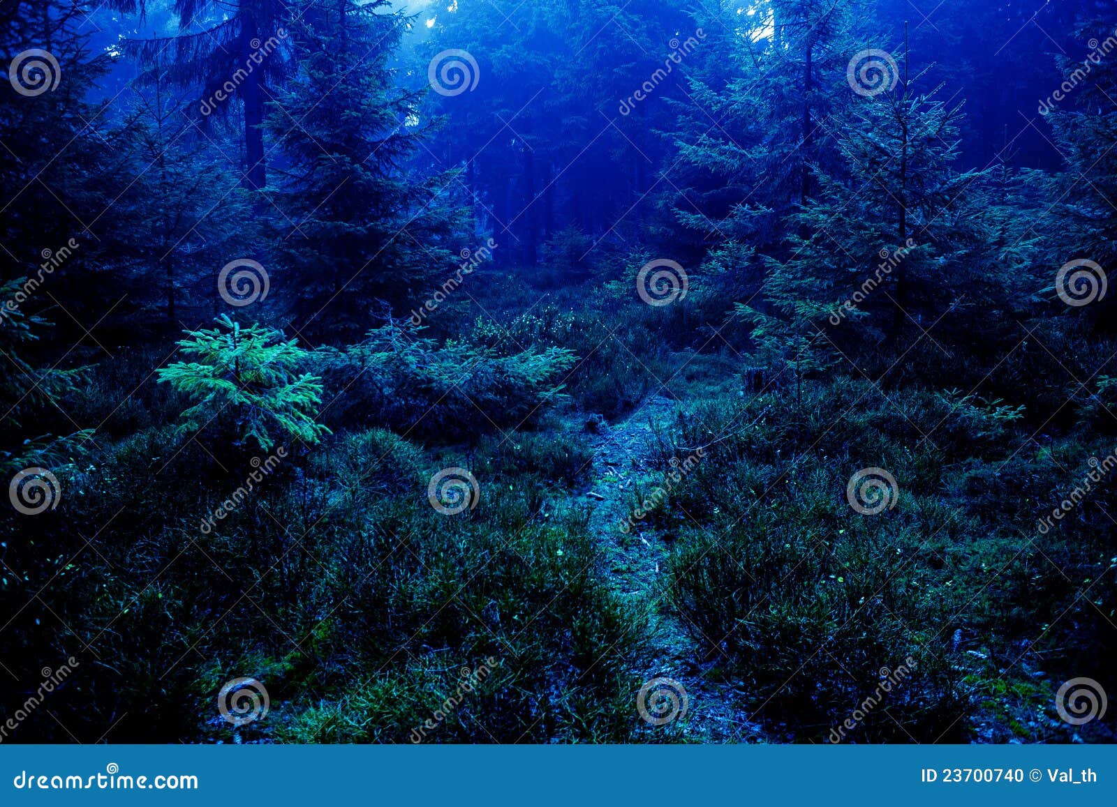 Night forest stock photo. Image of root, autumn, season - 23700740