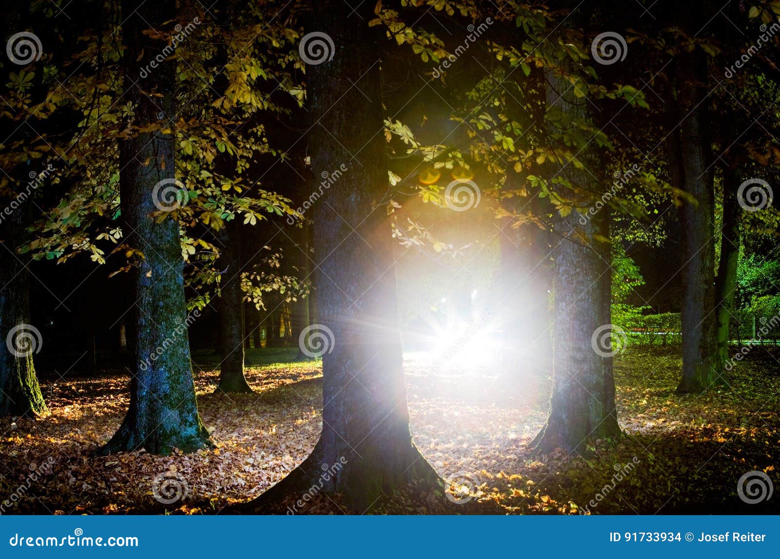 A Night in the Forest and on the Field Stock Photo - Image of ...
