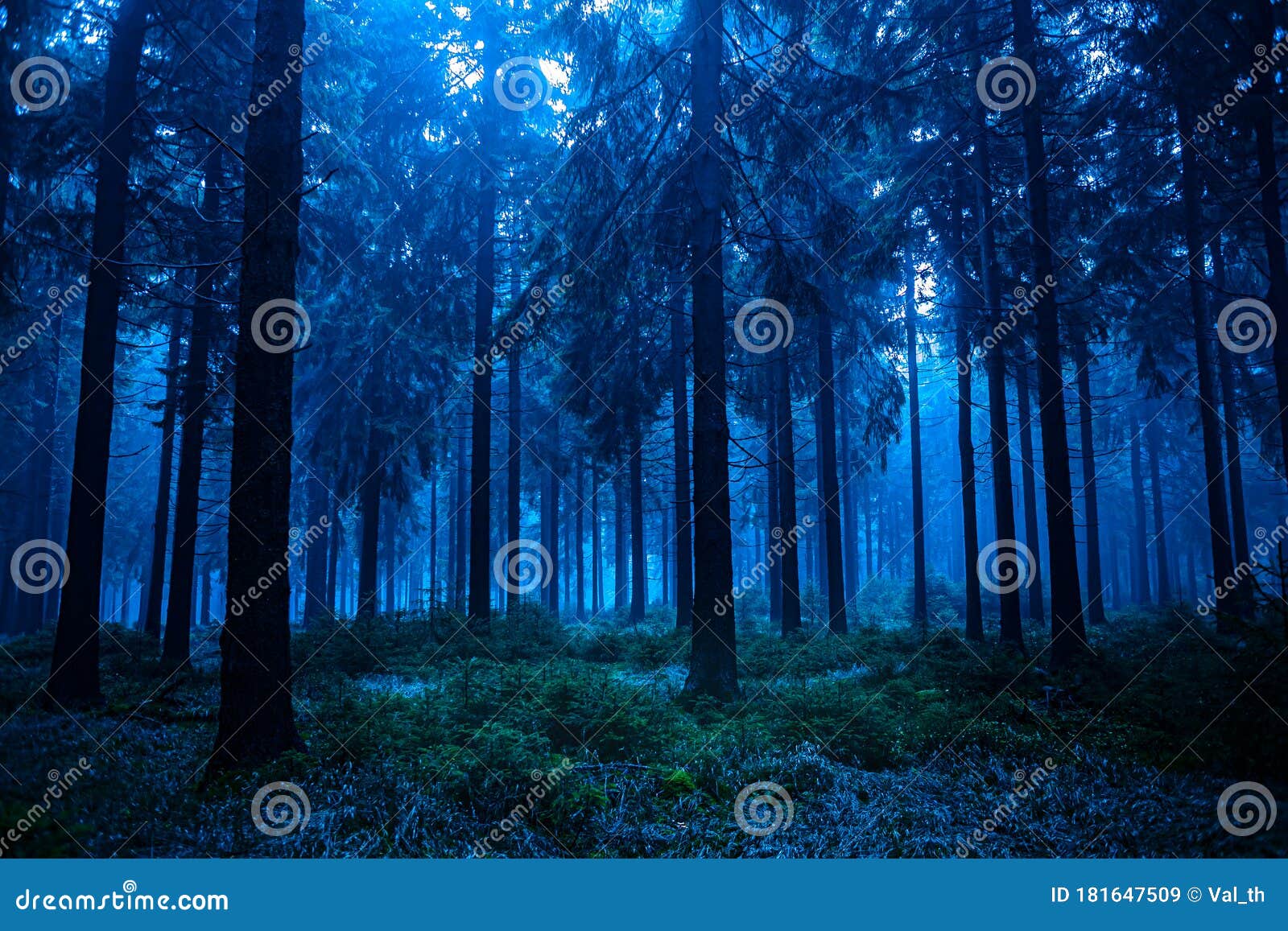 Night forest stock image. Image of nature, scene, morning - 181647509