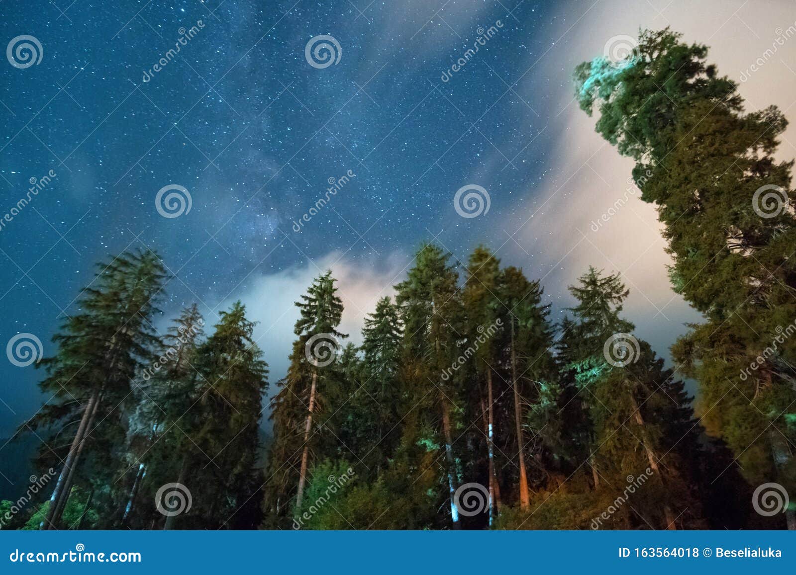 Night forest scene stock photo. Image of starry, growth - 163564018