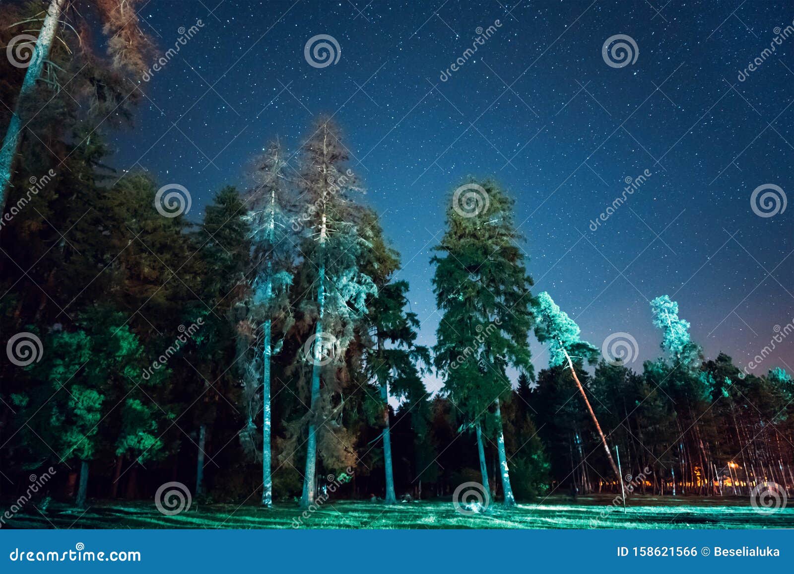Night forest scene stock photo. Image of tall, galaxy - 158621566