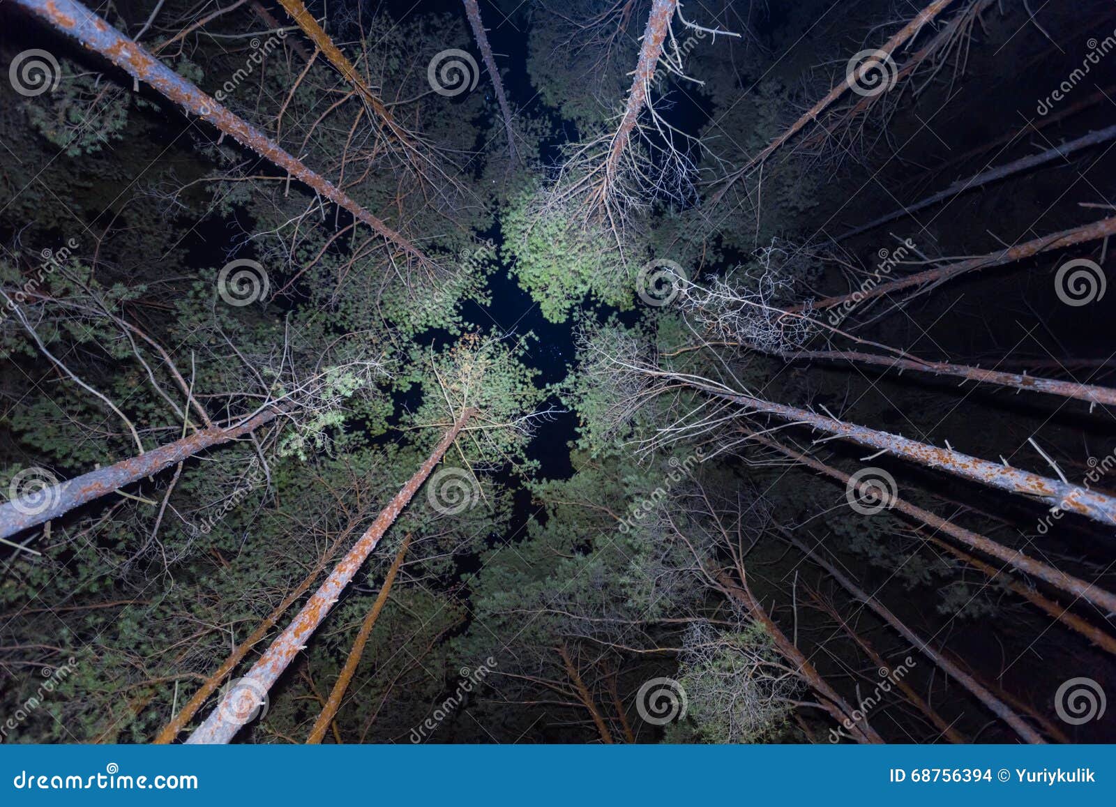 Night forest scene stock photo. Image of tranquil, outdoor - 68756394