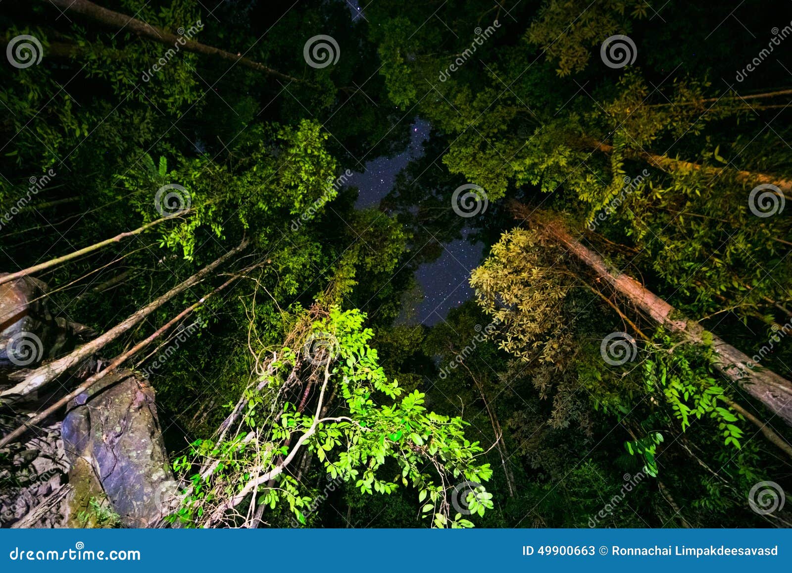 Night forest with stars stock image. Image of range, star - 49900663