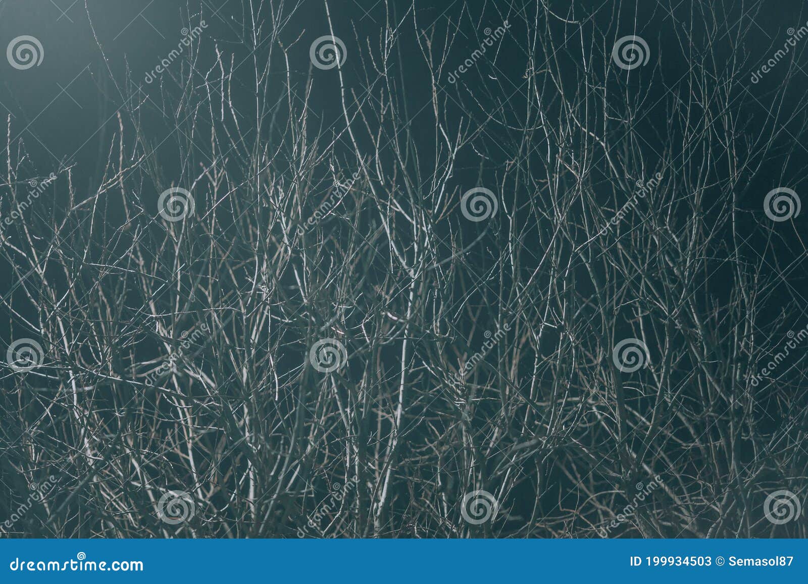Night Forest. Tree Branches at Night Stock Image - Image of environment ...