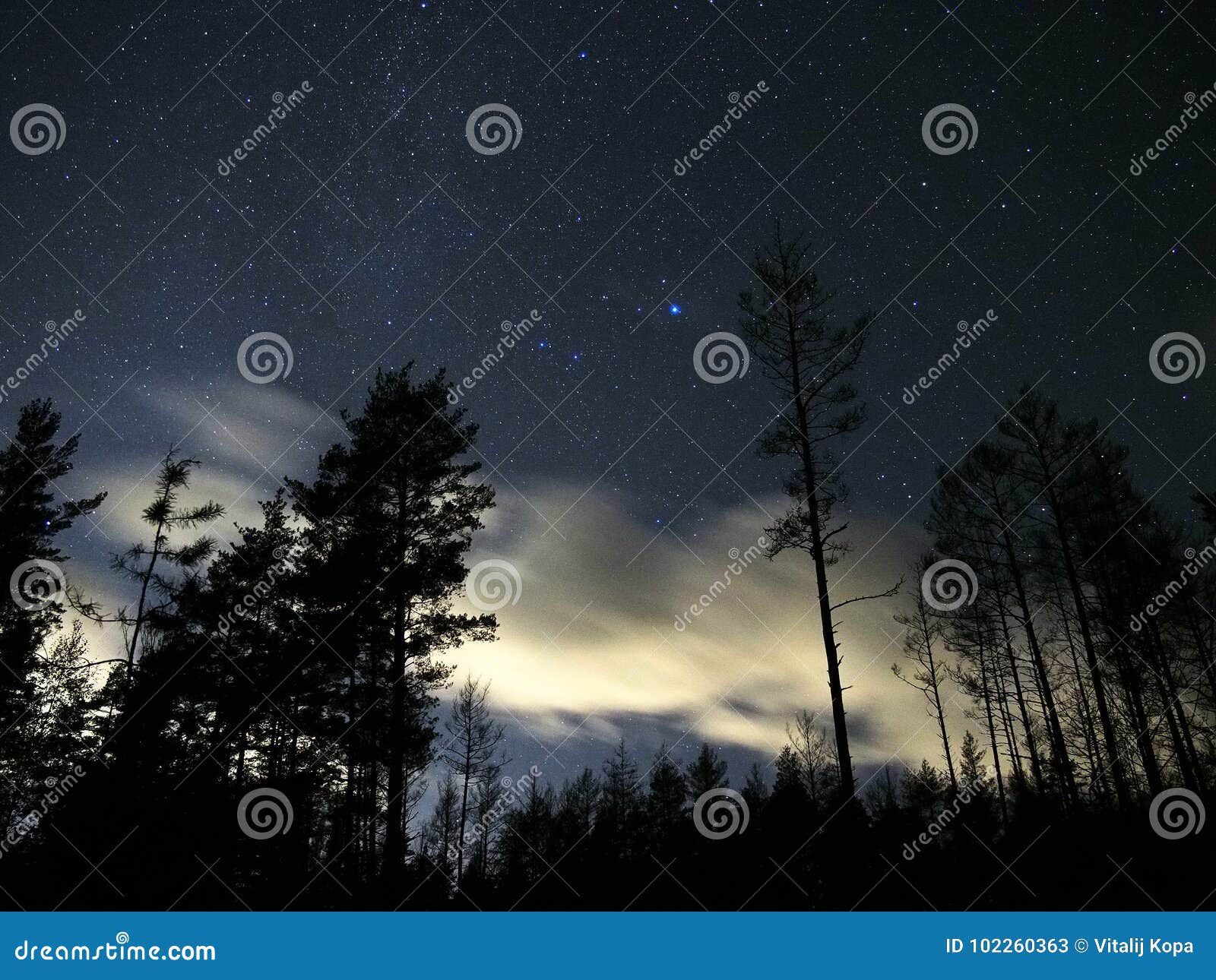 Night Sky Stars and Clouds Over Forest Vega Star Lyra Constellation ...