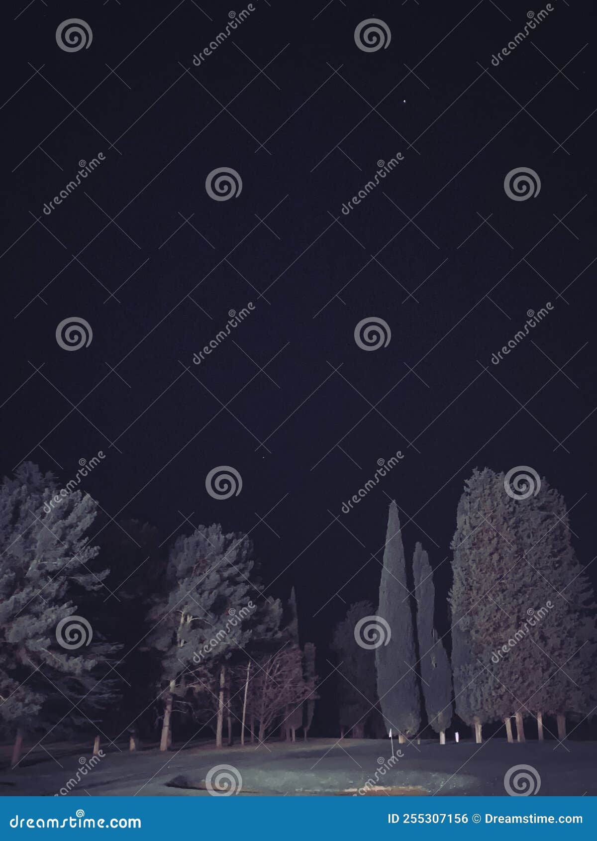 Night forest stock photo. Image of scenario, night, inspired - 255307156