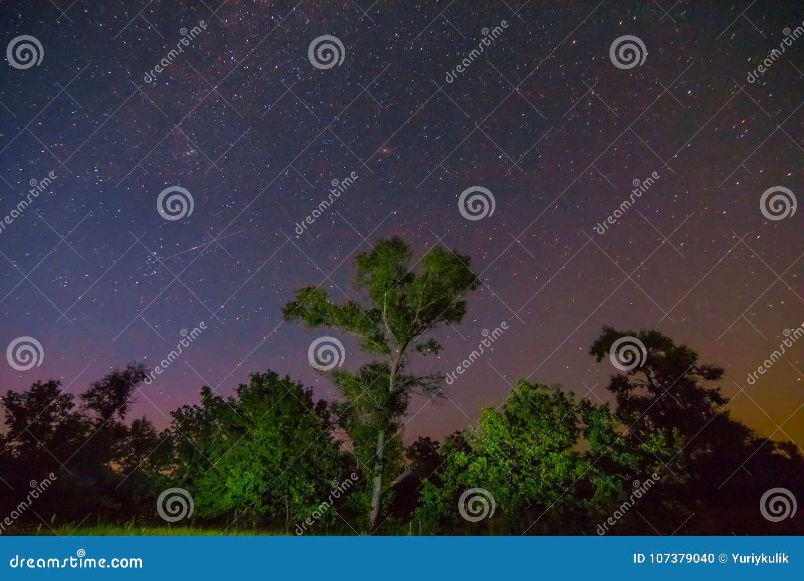 Night Forest Under a Starry Sky Stock Photo - Image of space, night ...