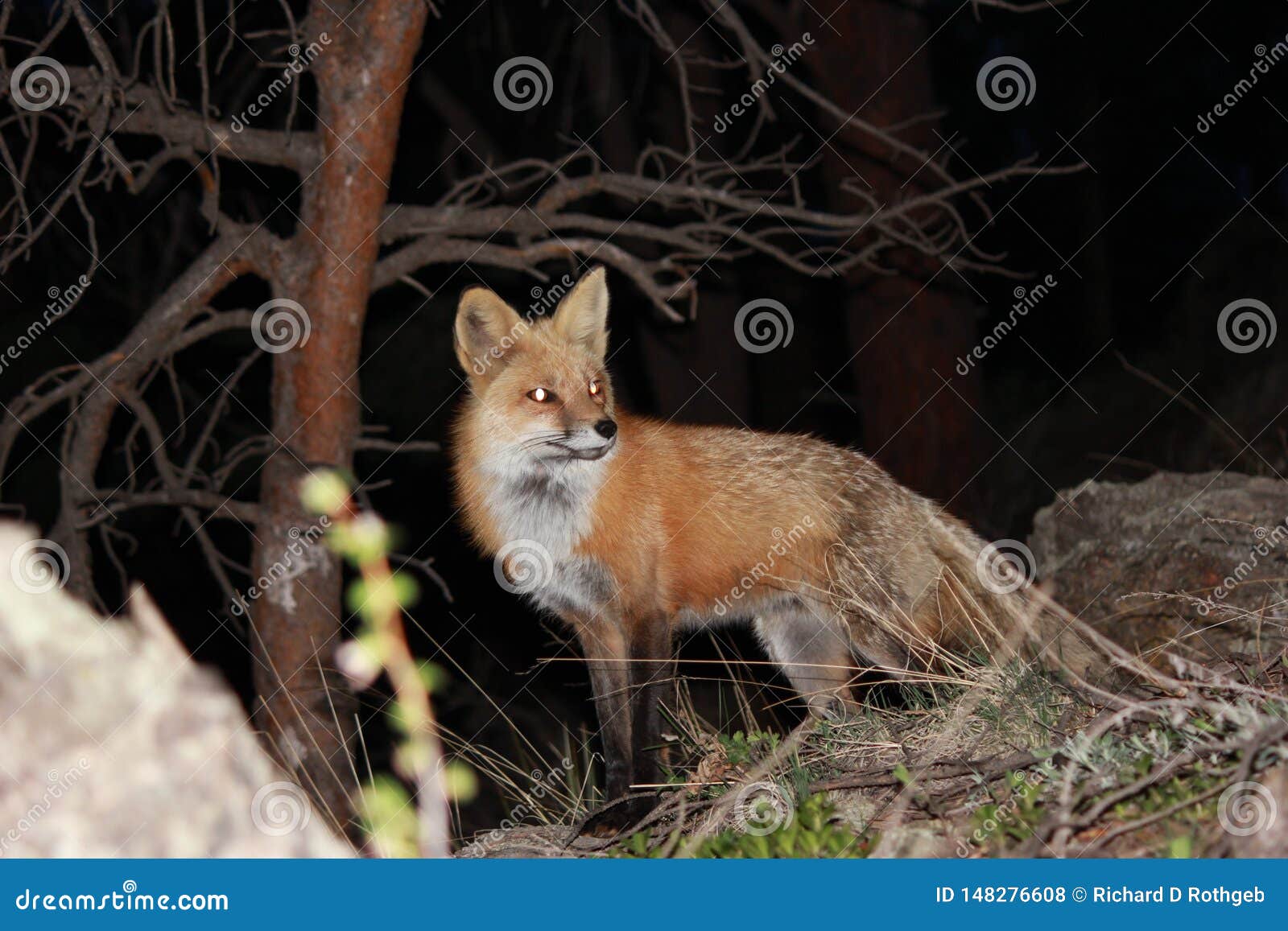 Night fox electric eyes stock photo. Image of electric - 148276608