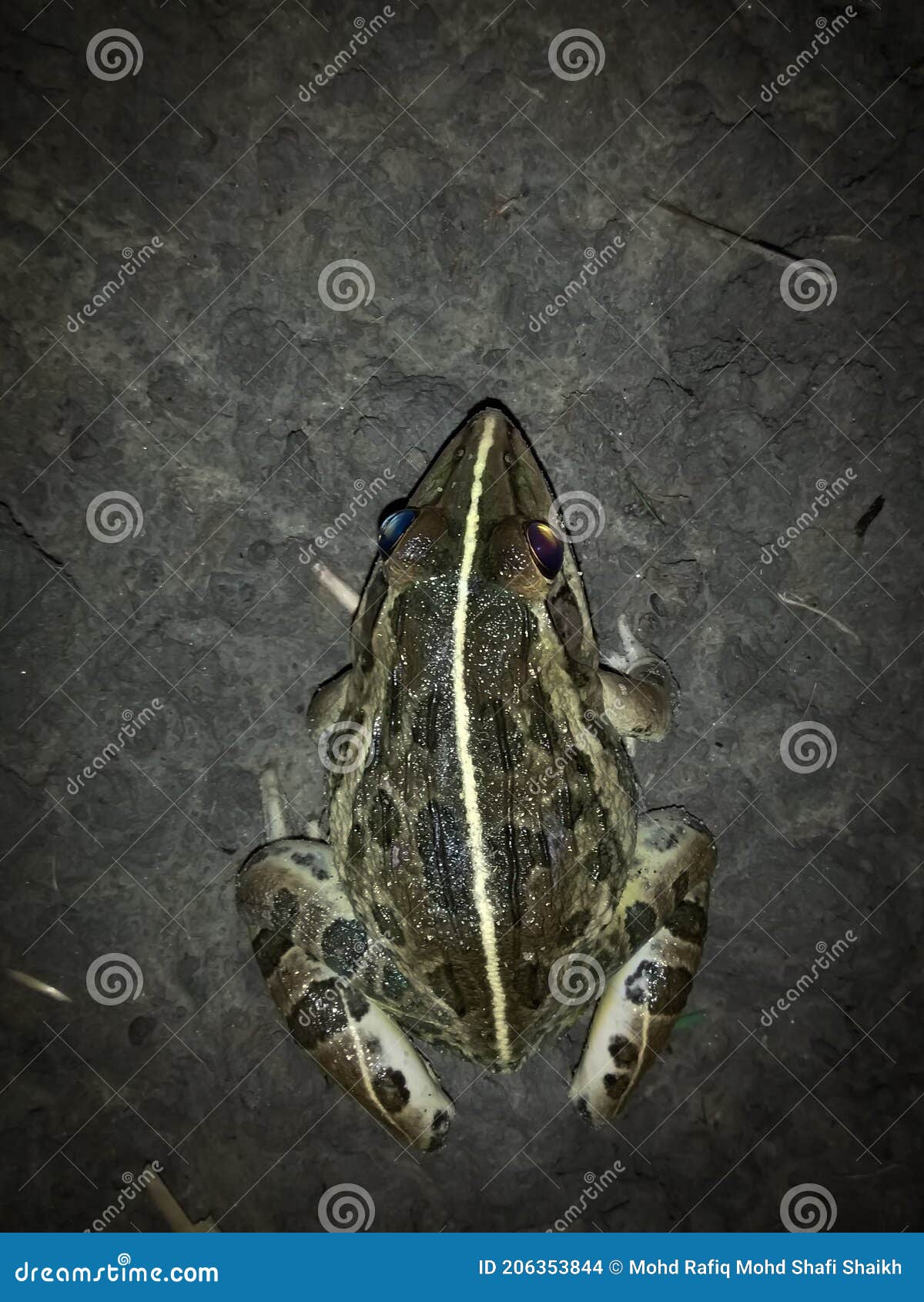 A Night Frog in the Dark. stock photo. Image of female - 206353844