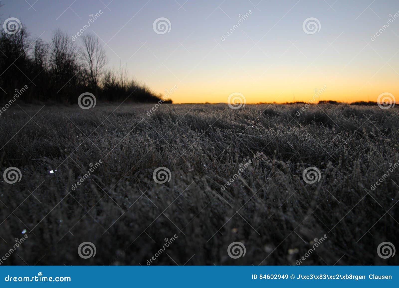 Night Frost in the Grass on the Meadow Stock Image - Image of grass ...