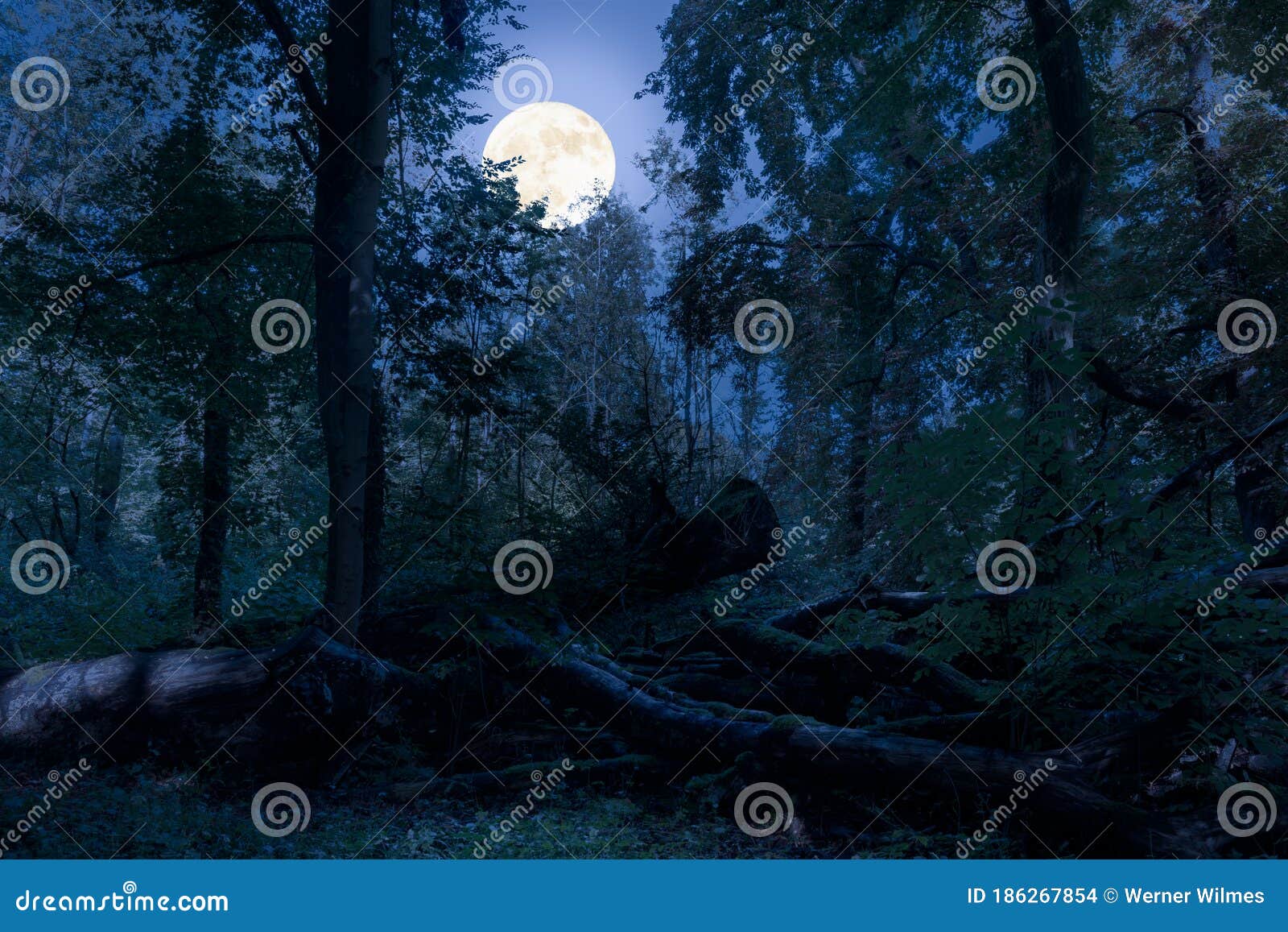 At Night in the Forest with a Romantic Blue Full Moonlight. Stock Photo ...