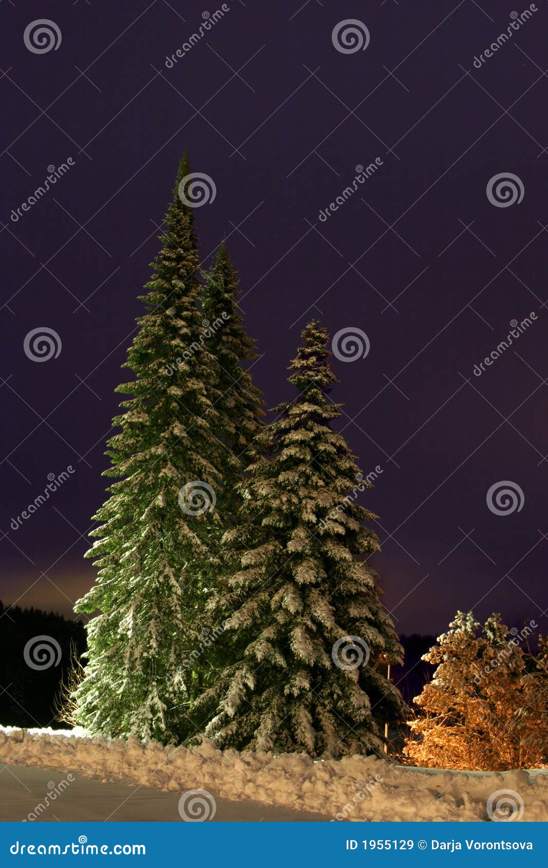 Night Fur-trees stock image. Image of silence, snow, outdoors - 1955129