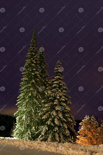Night Fur-trees stock image. Image of silence, snow, outdoors - 1955129