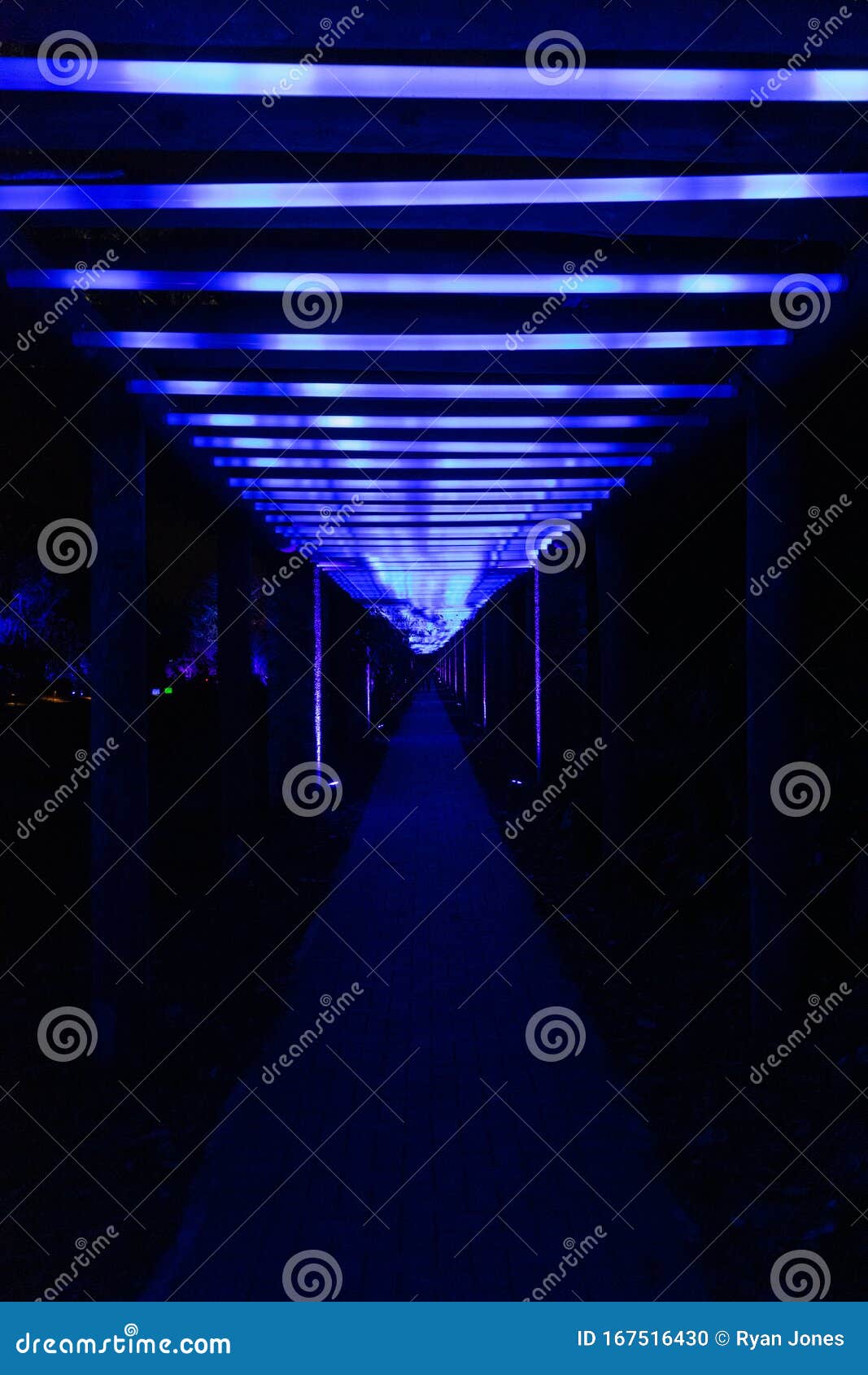 Night Garden Blue Walkway Path Nighttime Stock Photo - Image of garden ...
