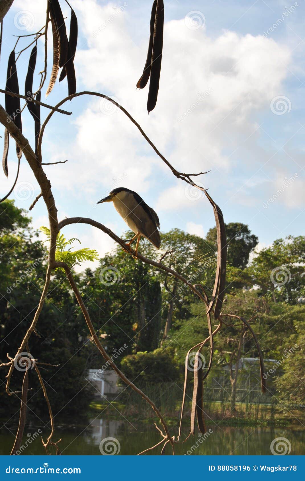 Night gaulin in a tree stock photo. Image of tree, caribbean - 88058196