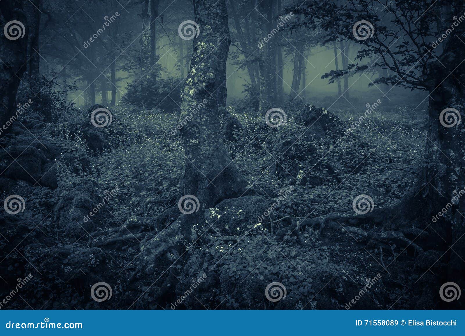 Night in the Ghost Forest of Transylvania Stock Image - Image of ...