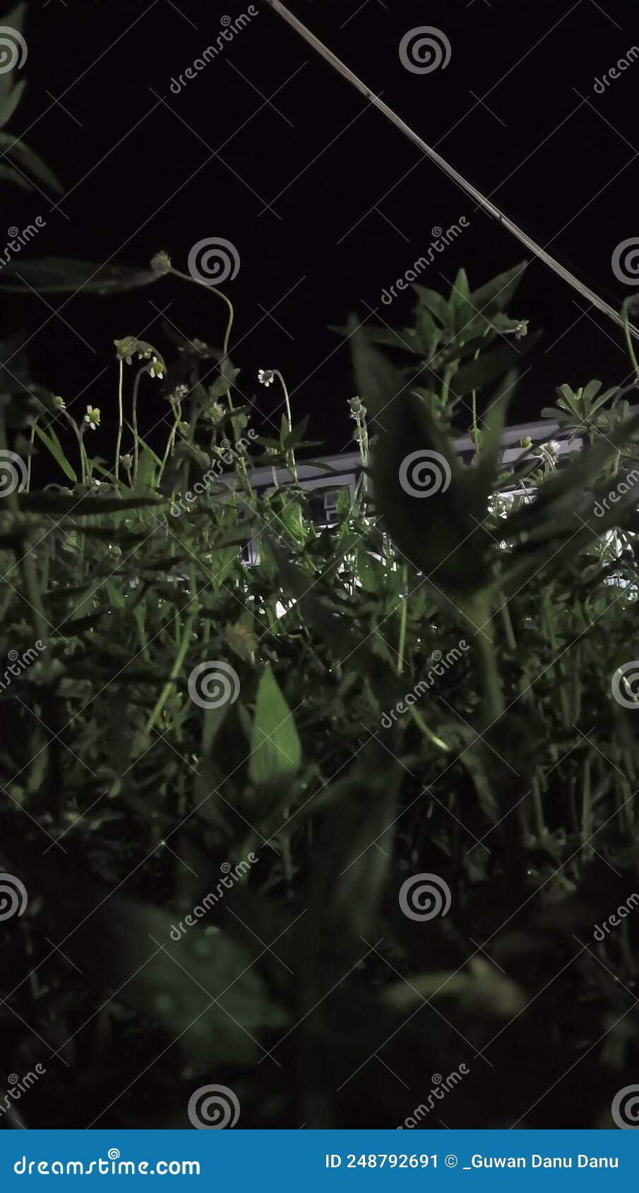 Night grass ðŸ ƒ stock image. Image of grass, light - 248792691