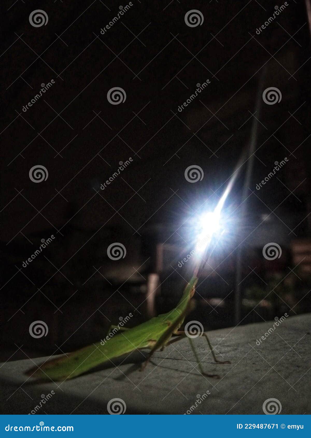 Night grasshopper stock image. Image of animal, grasshopper - 229487671