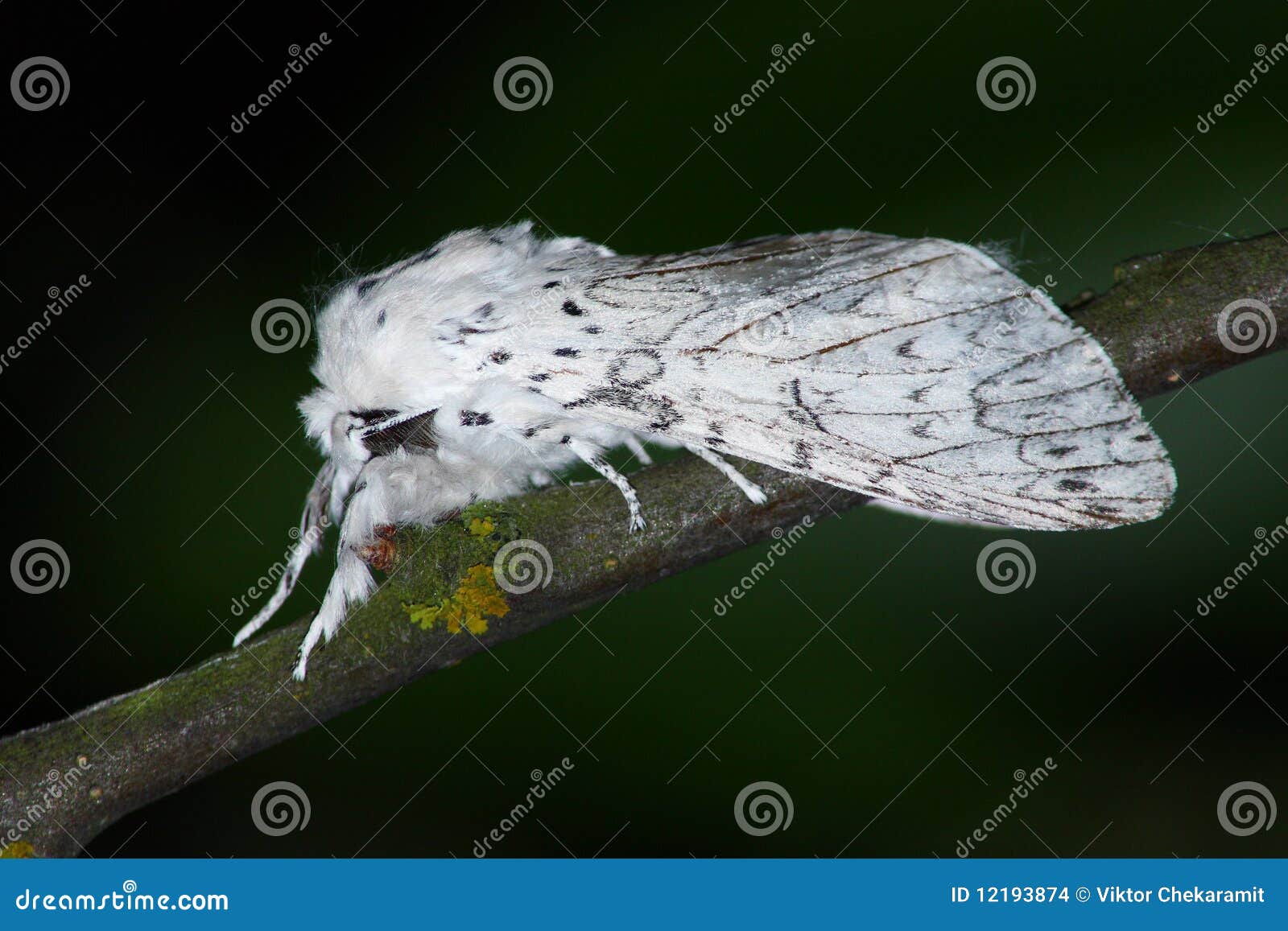 Night Hawk Moth Stock Images - Image: 12193874