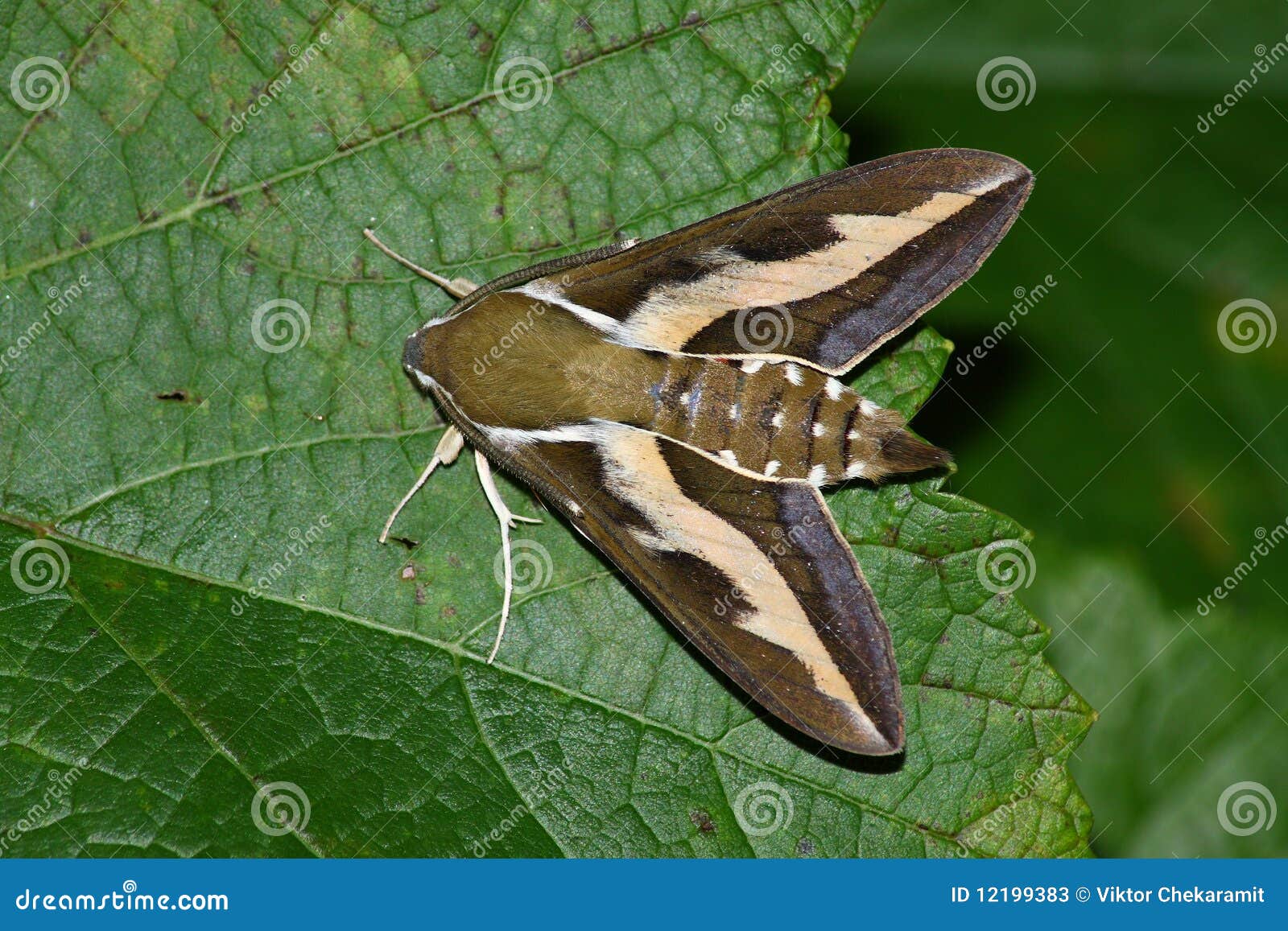 Night Hawk Moth (Hyles Gallii) Stock Image - Image of wildlife ...
