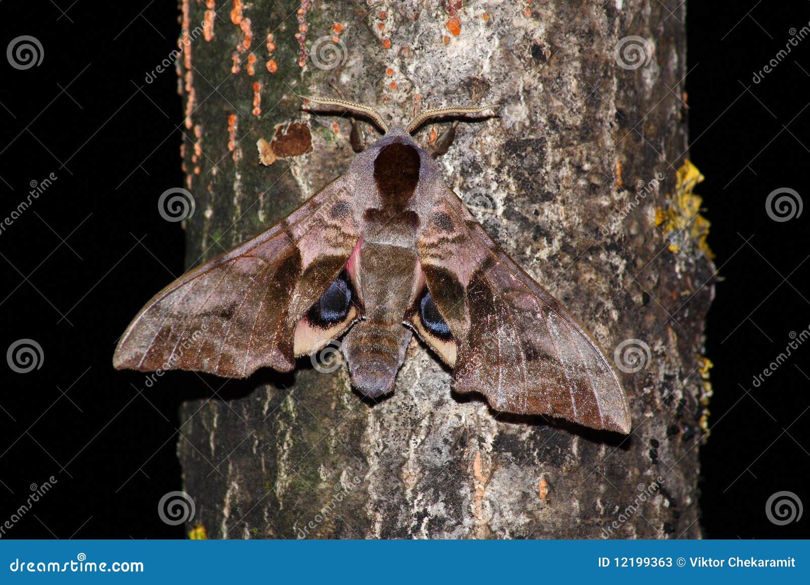 Night Hawk Moth (Smerinthus Ocellatus) Stock Image - Image of nature ...
