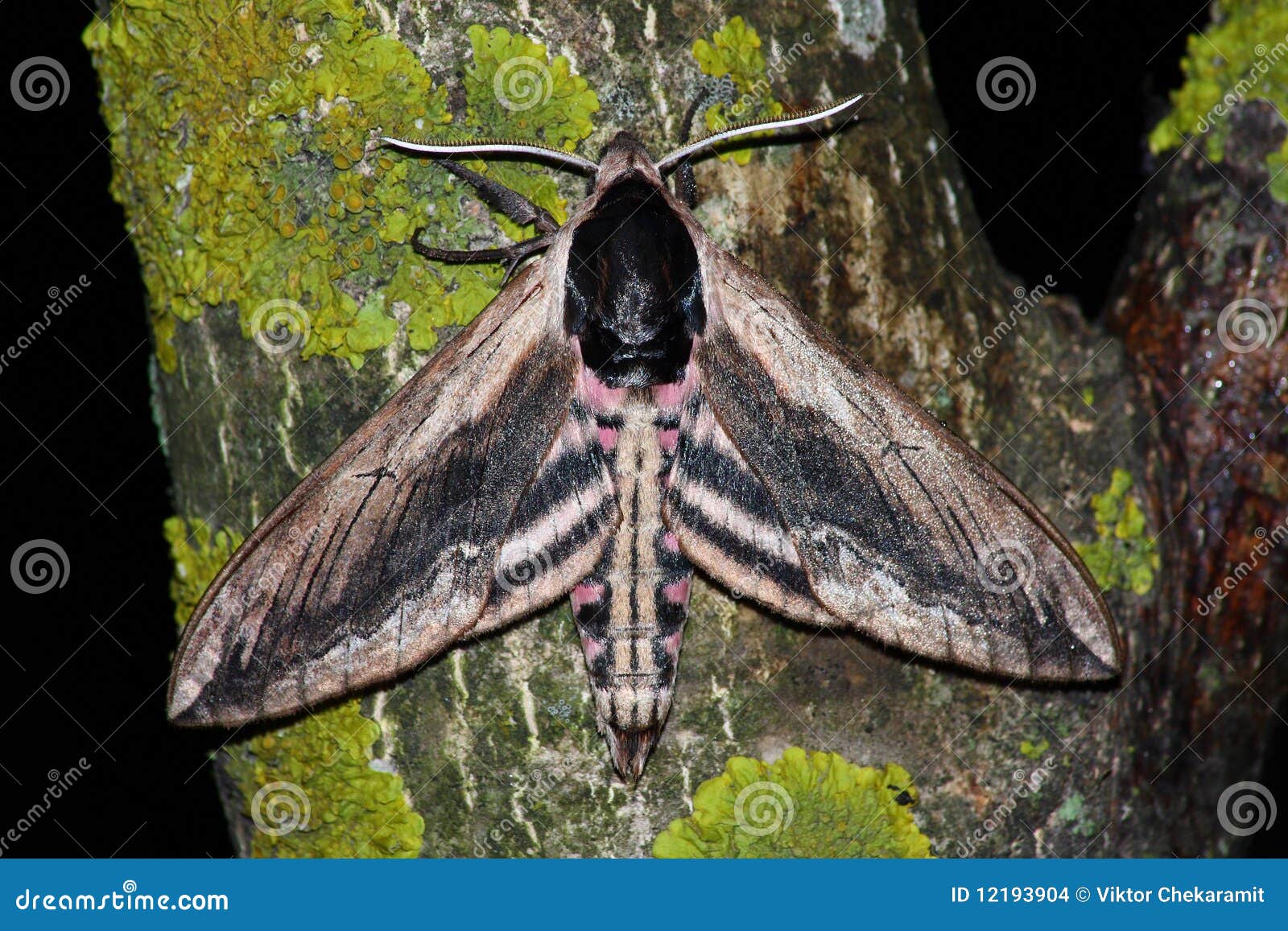 Night Hawk Moth (Sphinx Ligustri) Stock Images - Image: 12193904