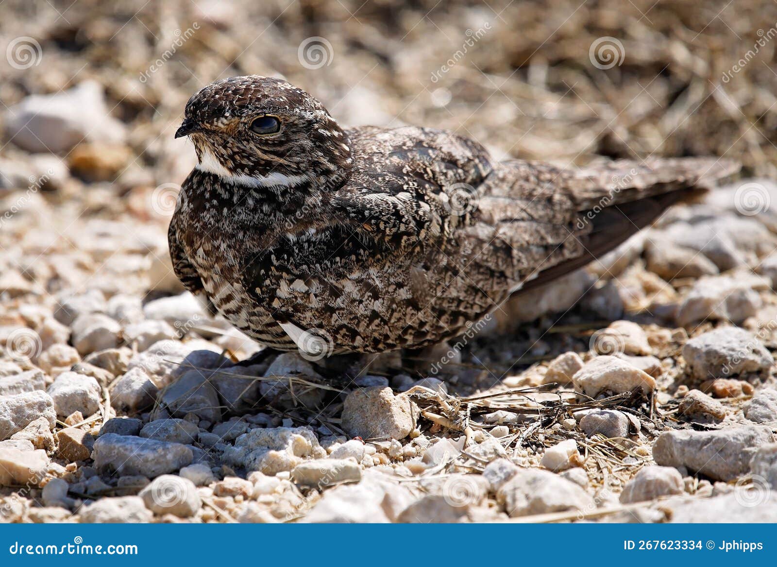 Night Hawk, Night Jar stock photo. Image of reptile - 267623334