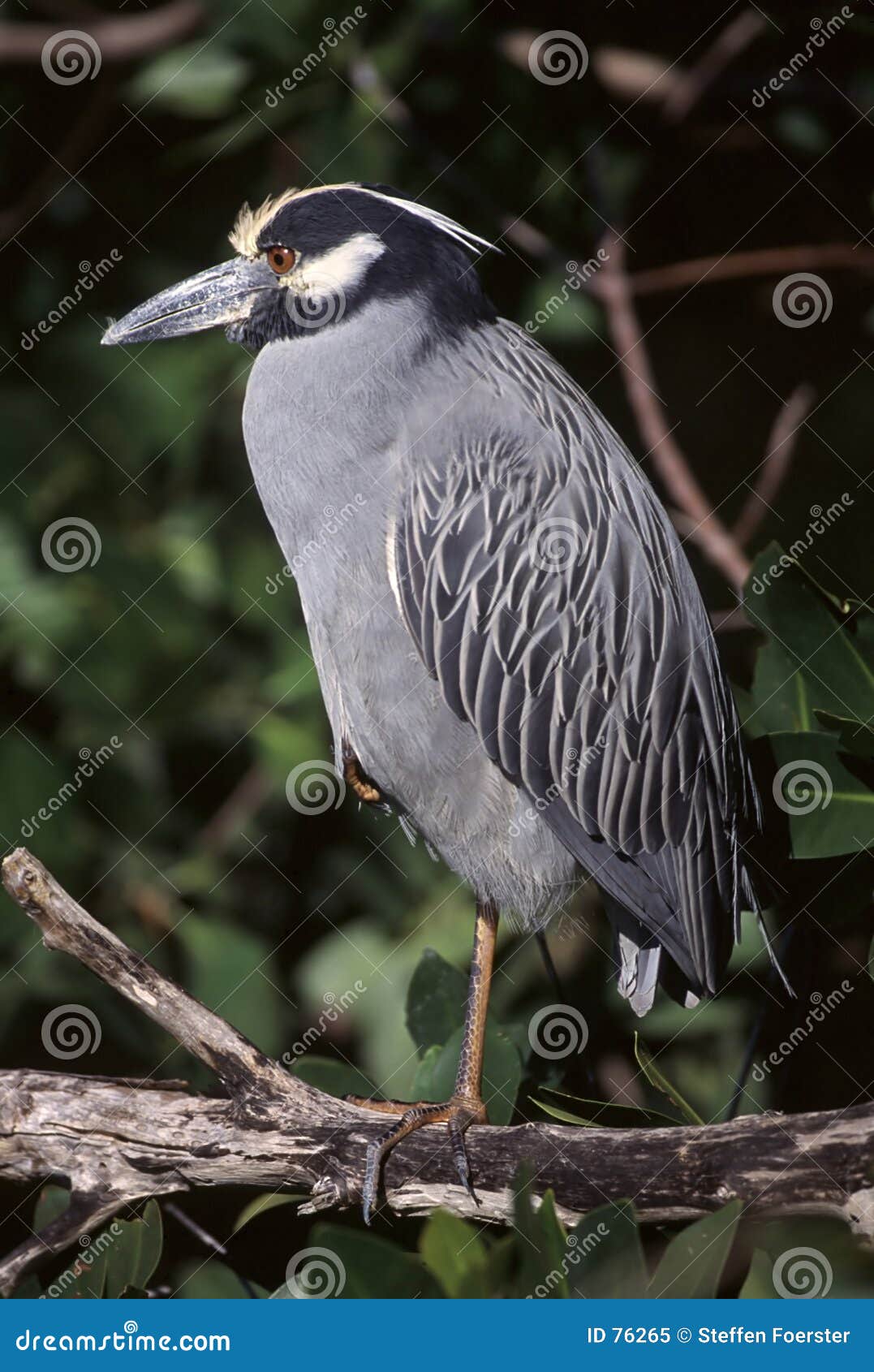Night Heron stock image. Image of waterbirds, night, egret - 76265