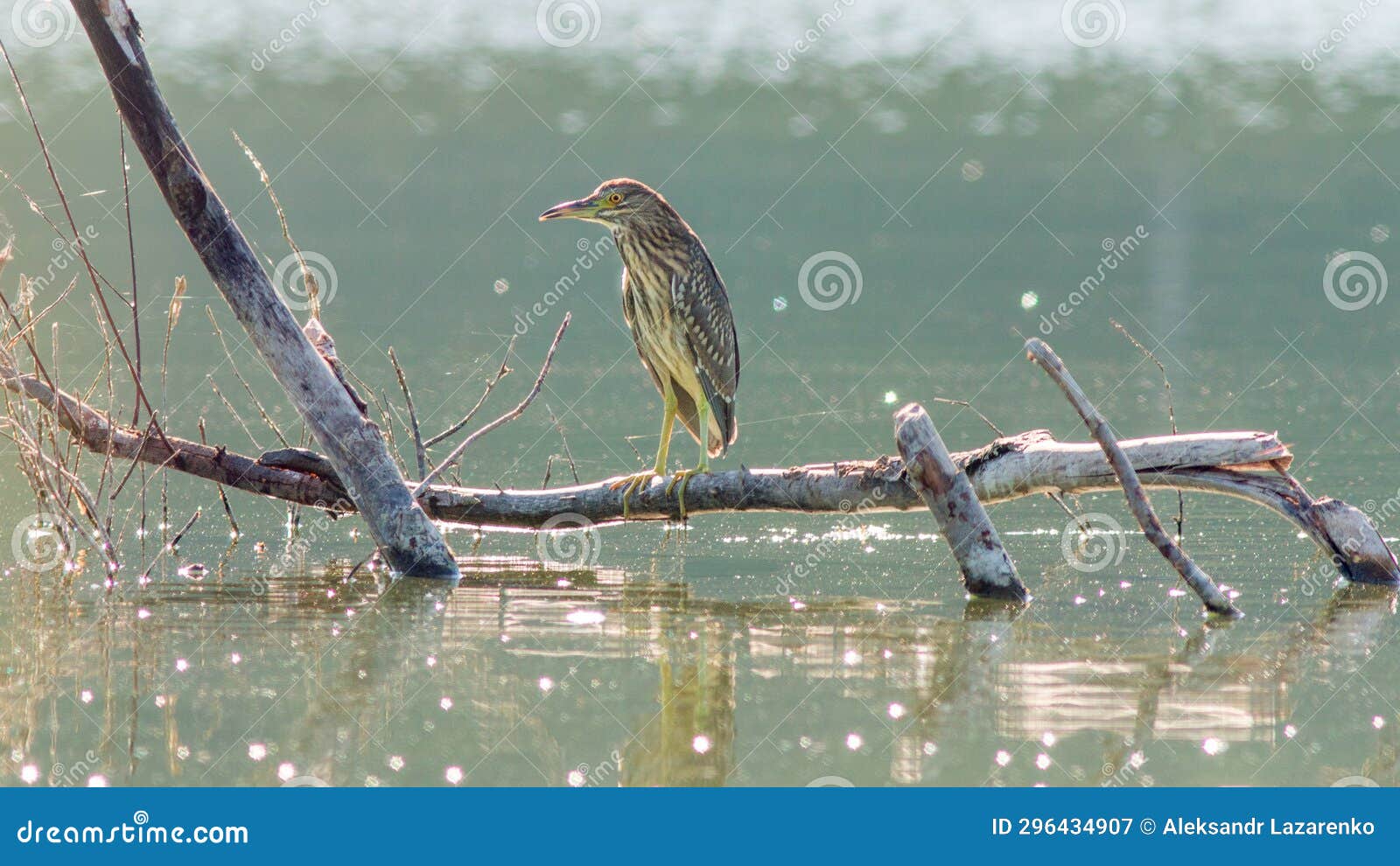 The Night Heron Bird Stands on a Dry Snag in the Middle of the Lake ...