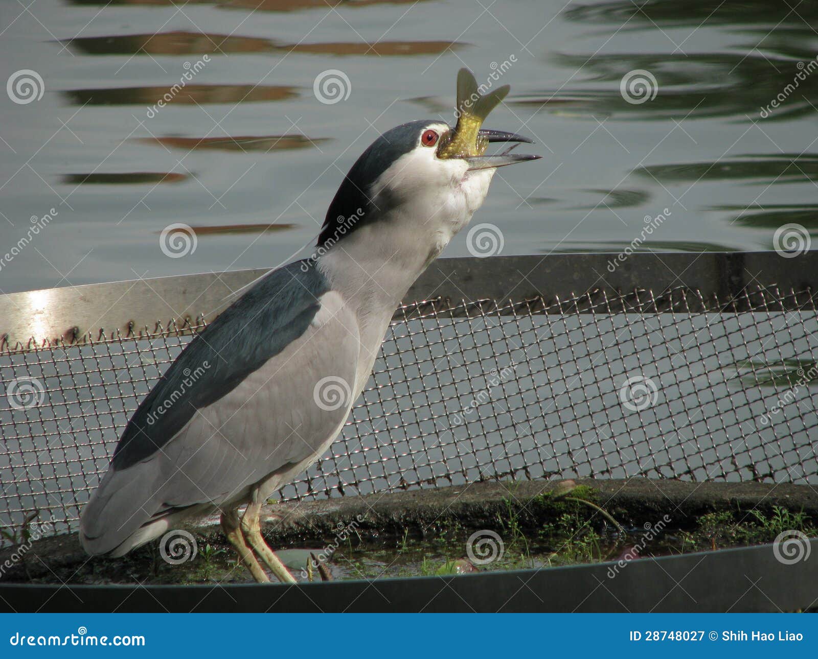 Night heron eat fish stock image. Image of blackcrowned - 28748027