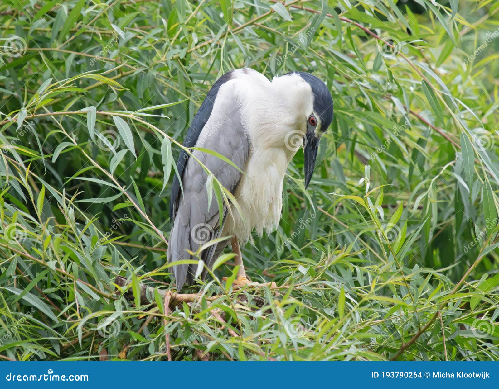 Night Heron, Nycticorax Nycticorax, Grey Water Bird Stock Photo - Image ...