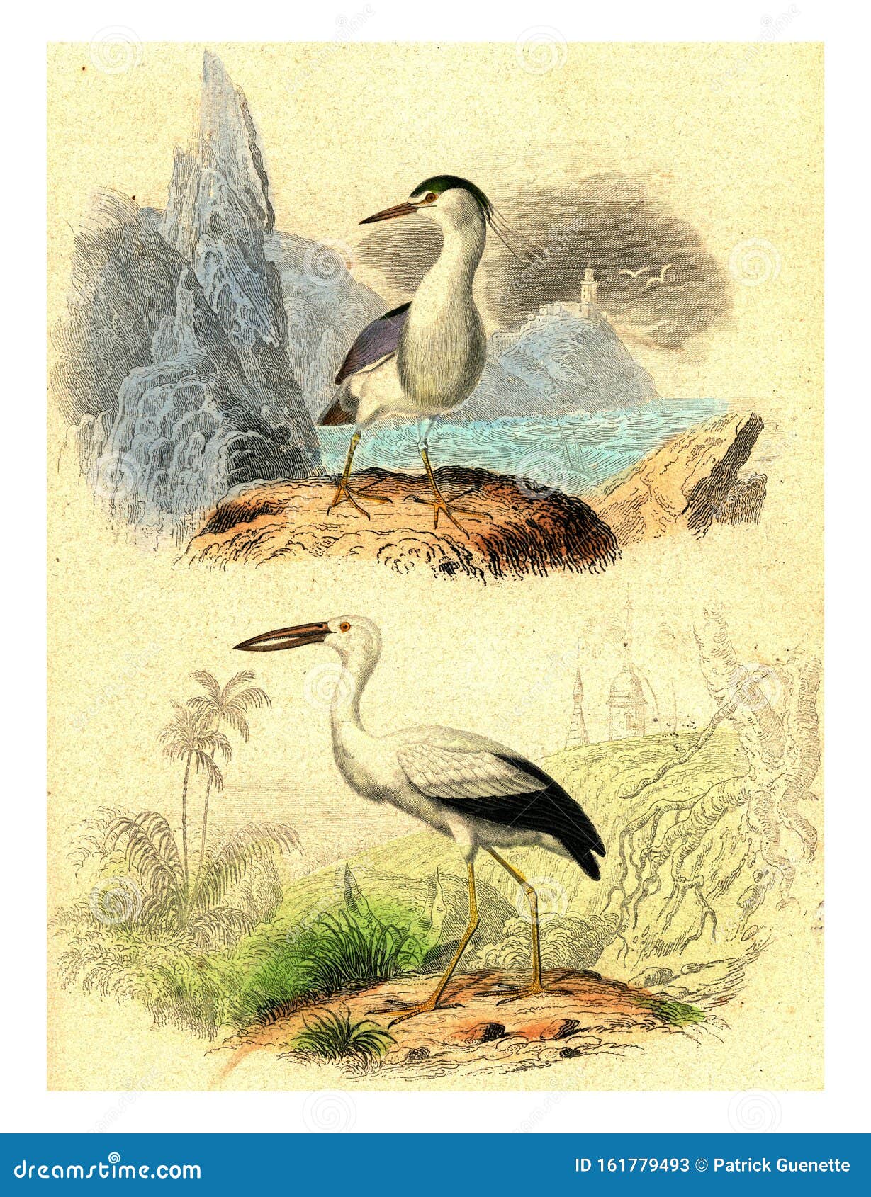 The Night Heron, the Open Beak, Vintage Engraving Stock Illustration ...
