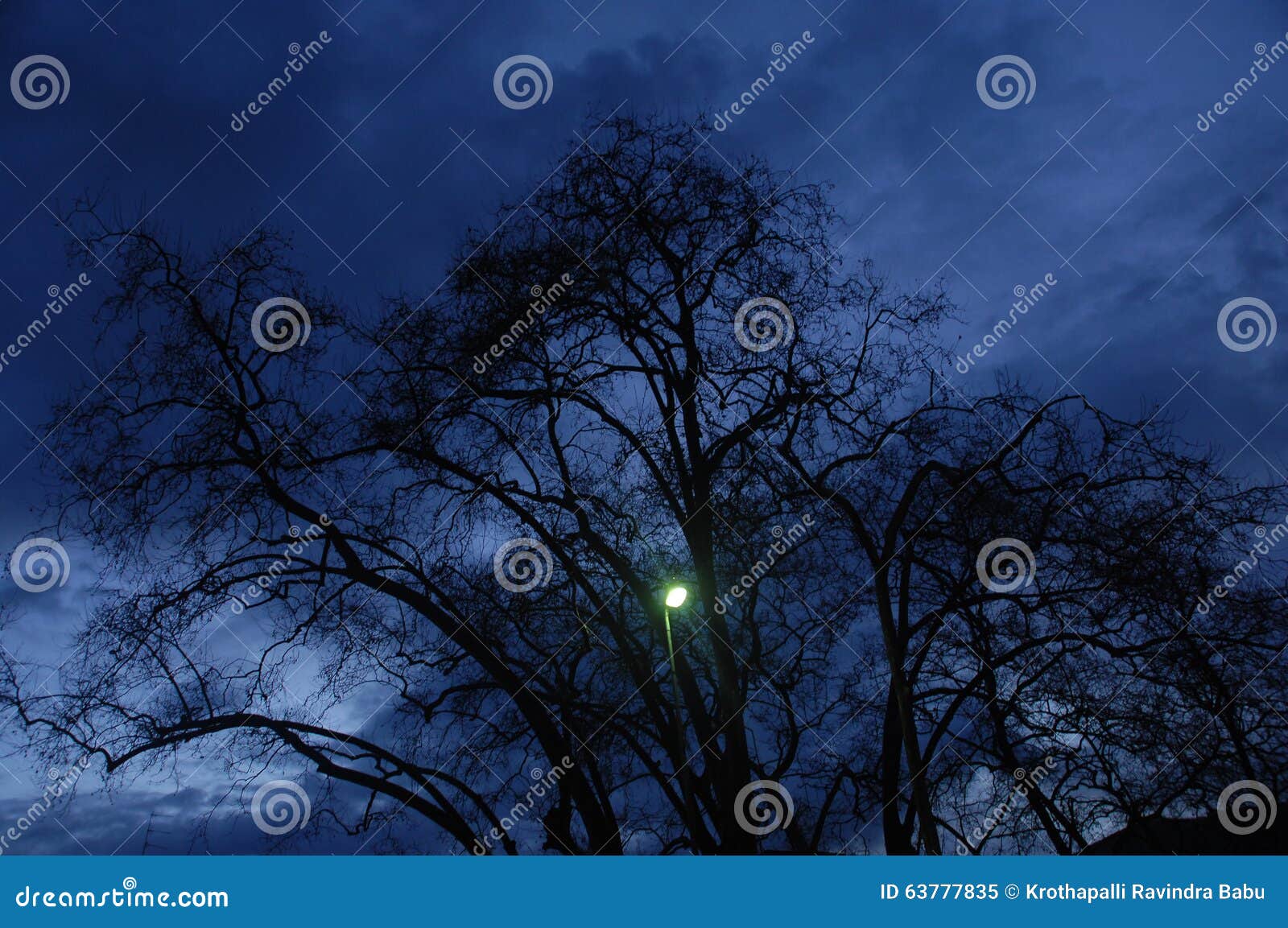 Night Horror Effect Shot of Tree Stock Image - Image of light, cutting ...