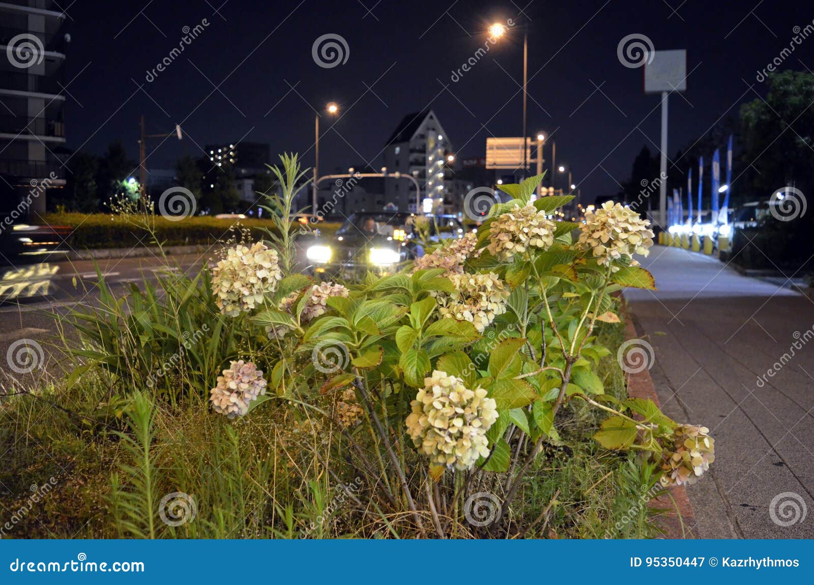 Night hydrangea stock image. Image of rain, early, hydrangea - 95350447