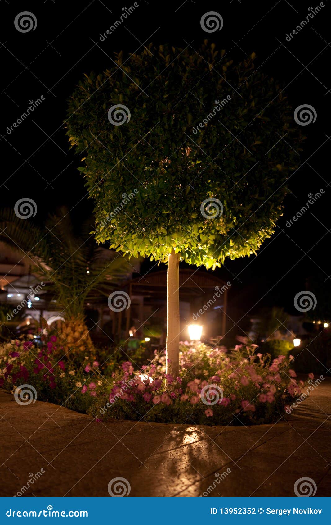 Night Illumination of Garden Stock Photo - Image of exterior, botanical ...