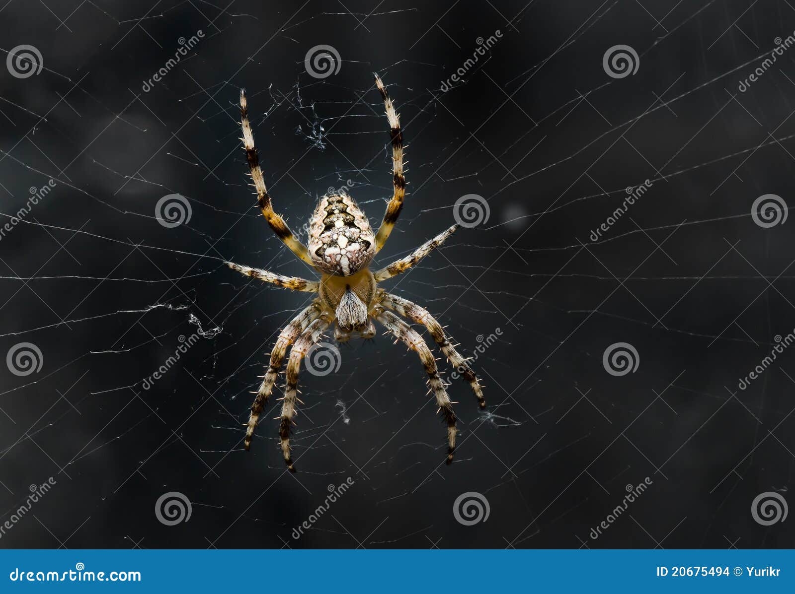Night Image of Very Dreadful Spider Stock Photo - Image of animal ...