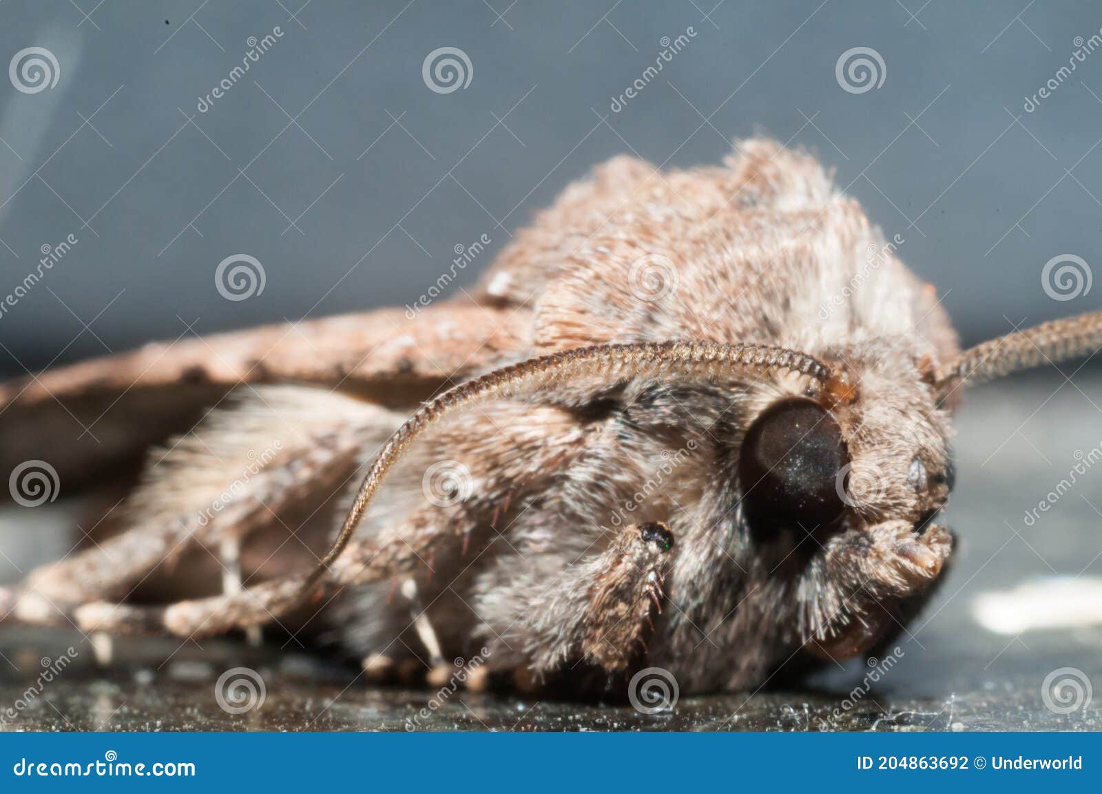 Night Insect Brown Moth stock photo. Image of moth, isolated - 204863692