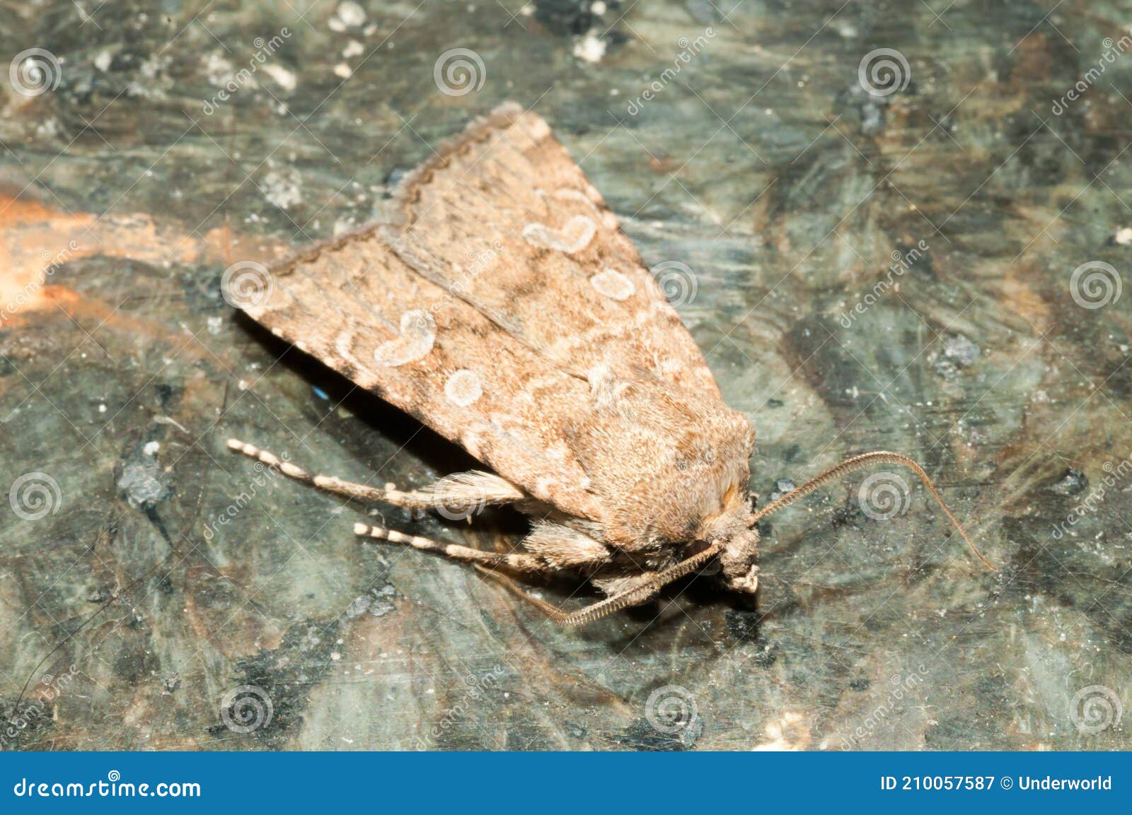 Night Insect Brown Moth stock image. Image of hawk, isolated - 210057587