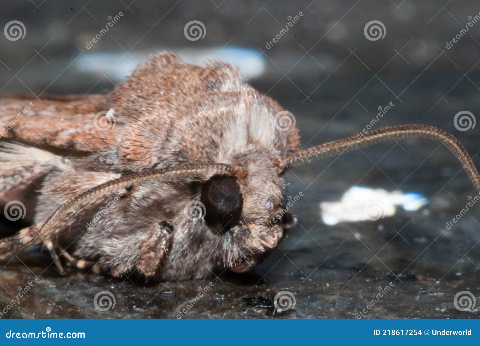 Night Insect Brown Moth stock photo. Image of wing, wildlife - 218617254