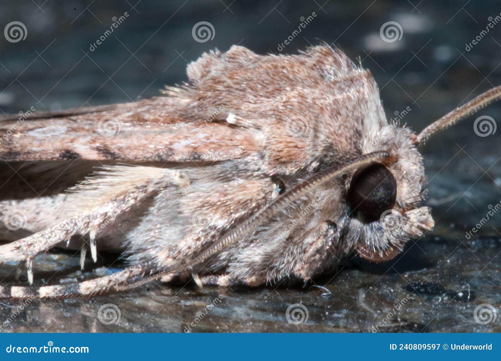 Night Insect Brown Moth stock image. Image of lepidoptera - 240809597