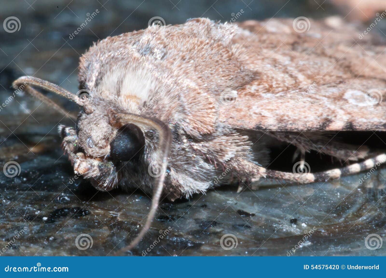 Night Insect Brown Moth stock photo. Image of macro, animal - 54575420