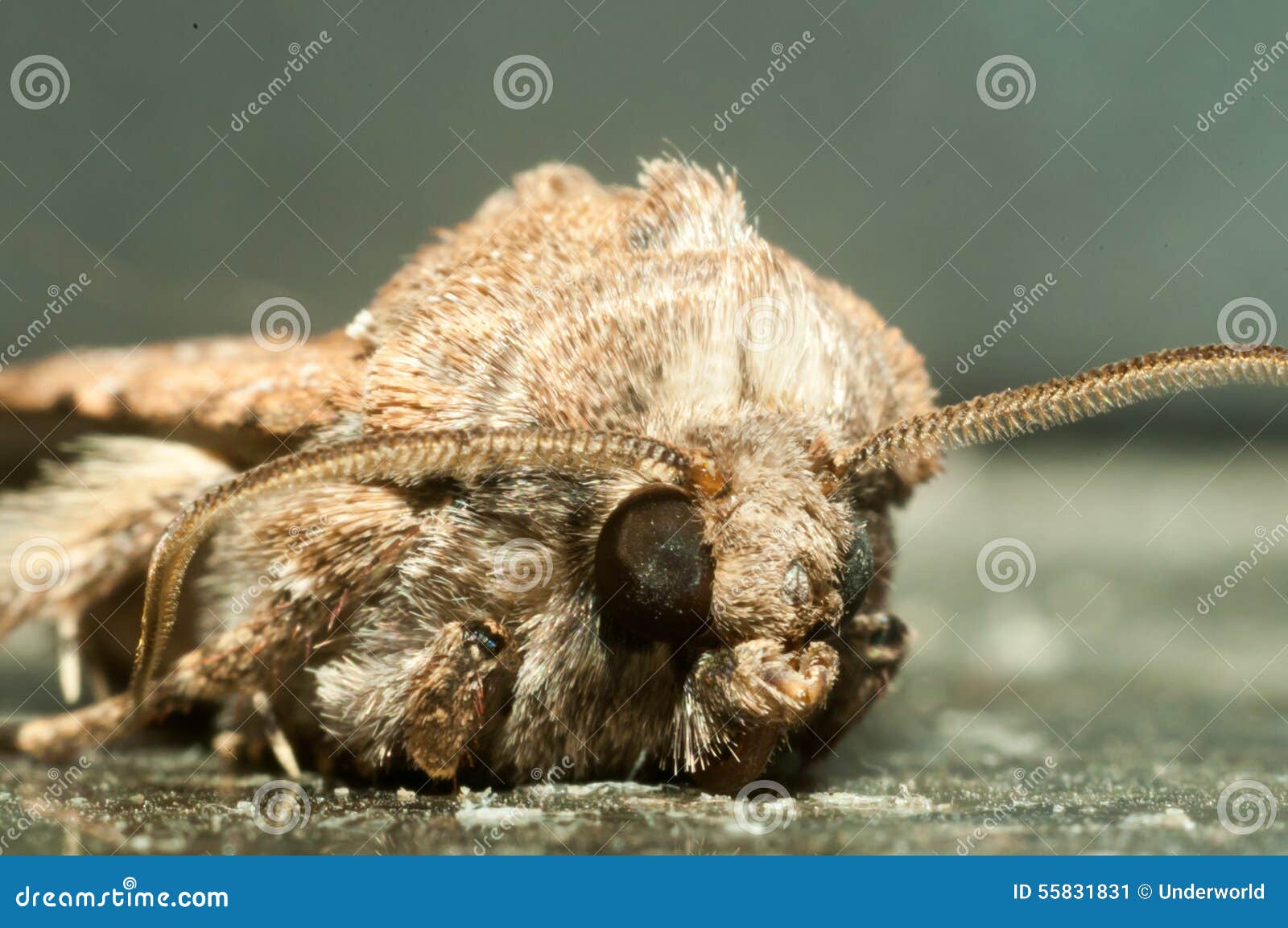 Night Insect Brown Moth stock image. Image of wing, lepidoptera - 55831831