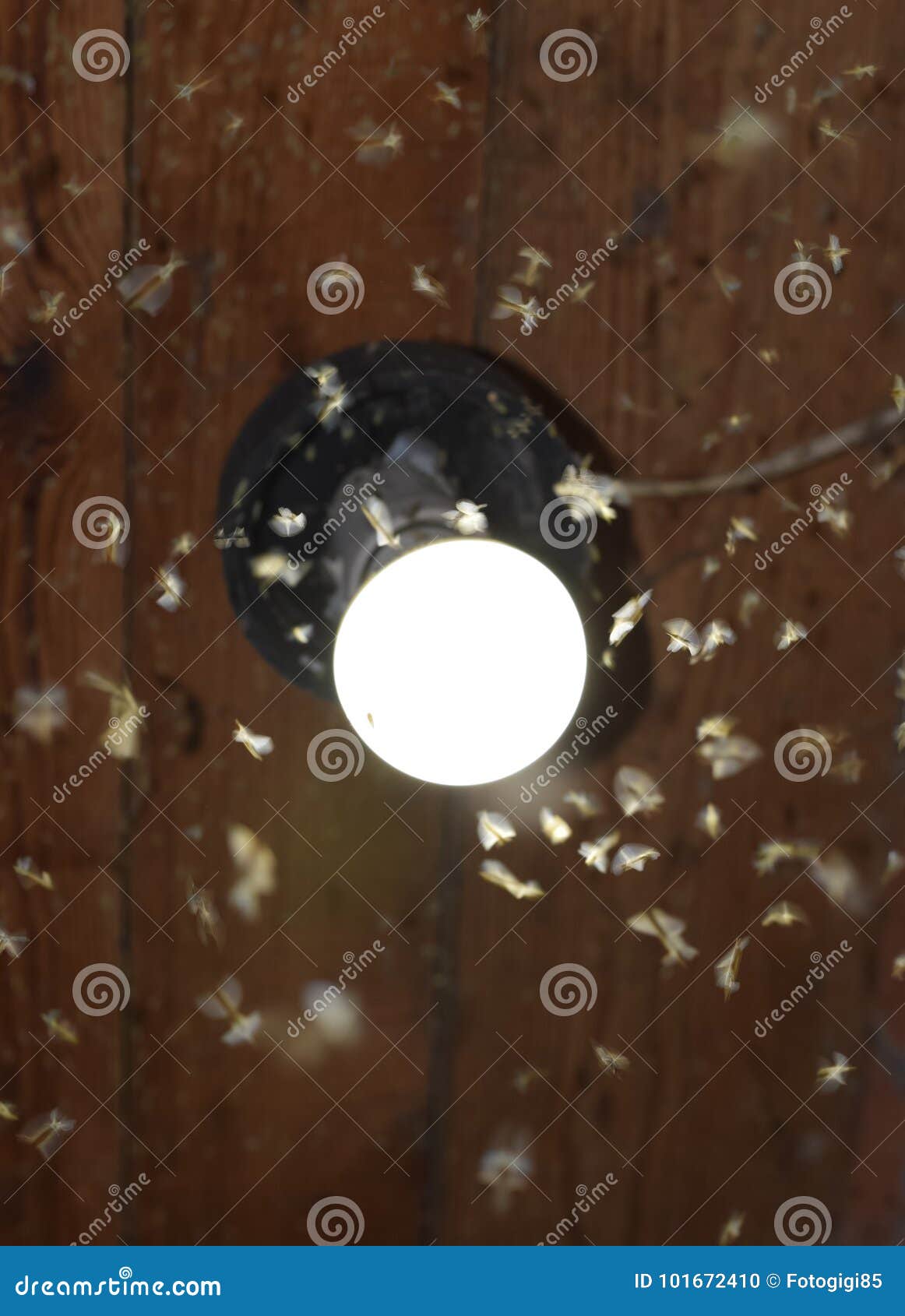 Night insects at a bulb stock photo. Image of glow, house - 101672410